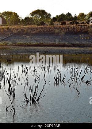 tree tops exsposed in a lake during a drought year at Quarry Lakes ...