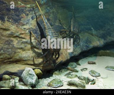 An illustration of the extinct Eurypterids Kokomopterus (sea scorpions ...