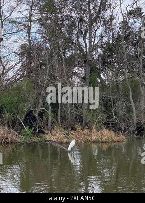 Photo of bayou, wetlands hardwood forest, swamp, and marsh habitats in ...