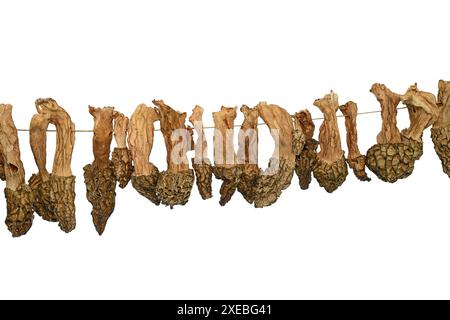 Drued Morel isilated on white. Morchella or Morel mushrooms are hanging ...