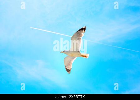 White contrail trace of plane and seagull on blue sky flying one ...