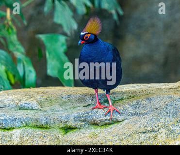 crested wood partridge (Rollulus roulroul), male with a grain in the ...