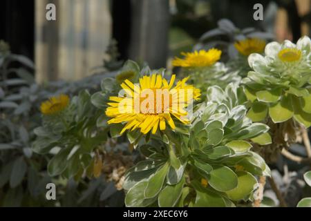 Astericus sericeus Canary Island daisy – yellow daisy-like flower atop ...