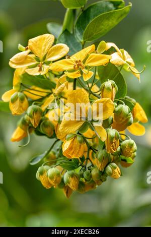 Golden shower tree also known as Indian Laburnum, Sonalu, Sonali ...