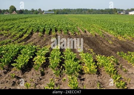 Wet and lower spot in field with sugar beets; poor crop growth, partly ...