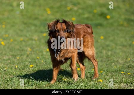 The mixed-breed dog stands uncertain on the green lawn and looks ...