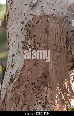 Details of patterns of trunk of Australian Paperbark tree, Melaleuca ...