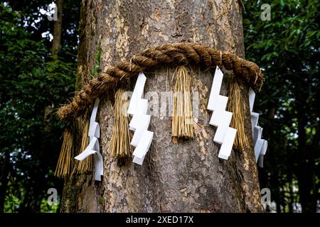 Sacred tree of God with rope around in Japan shrine forest alone Stock ...
