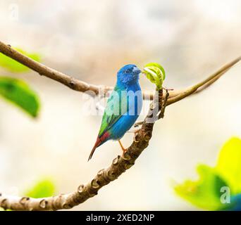 Tricoloured Parrotfinch Erythrura tricolor adult male Stock Photo - Alamy