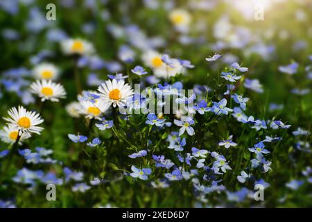 Backlit by sunlight daisy stalks closeup Stock Photo - Alamy