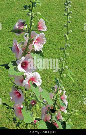 Die Gewöhnliche Stockrose Alcea rosea ist eine Pflanzenart aus der ...