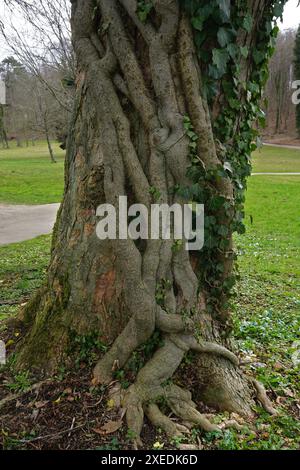 Ivy (Hedera helix) entwines its roots around a sycamore maple (Acer ...