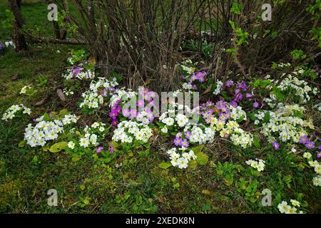 Garden primroses, different colors Stock Photo - Alamy