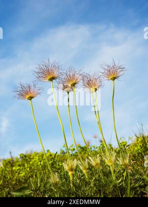 Faded flower of Pulsatilla patens plant Stock Photo - Alamy