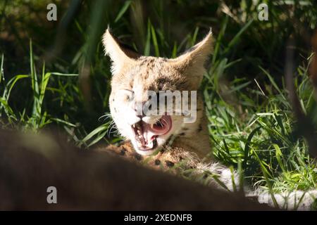 The serval is a wild cat with black spots on a gold body Stock Photo ...