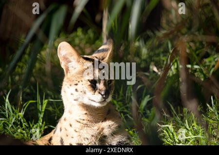 The serval is a wild cat with black spots on a gold body Stock Photo ...