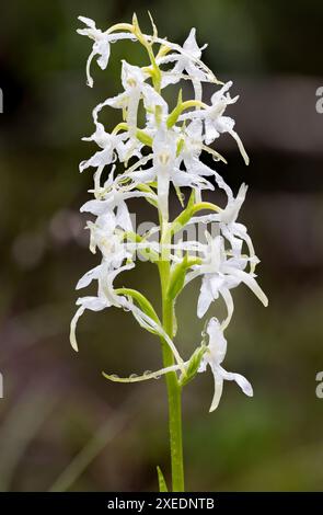 flowerspike of Lesser Butterfly Orchid (Platanthera bifolia) uses scent ...