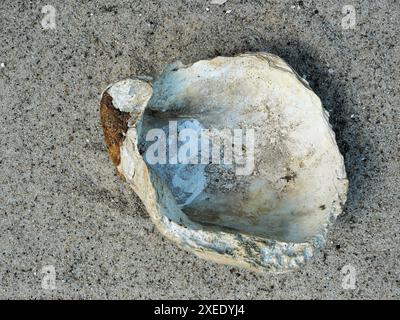 Explore fossilized shells from the Baltic Sea region, offering ...