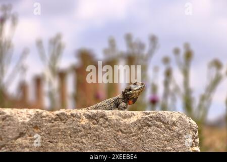 a Well camouflaged lizard at Jerash archaeological site, Jordan Stock ...