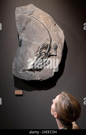 20 million years old Fossil Tree in National Fossil Wood Park in ...
