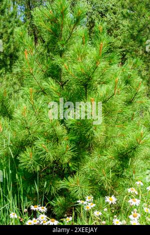 Brown spruce cones on a fluffy green spruce branch Stock Photo - Alamy
