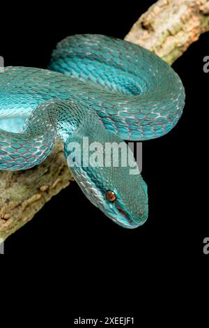 Blue white-lipped island pitviper (Trimeresurus albolabris insularis ...