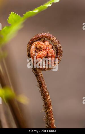 Dryopteris erythrosora [Copper shield fern] [Autumn fern] June UK Stock ...