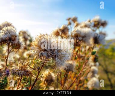 Dry thistle flowers, seeds with fluff. Reproduction of weeds, medicinal ...