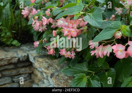 Begonia Dragon Wing pink mega, flowering begonia Stock Photo - Alamy