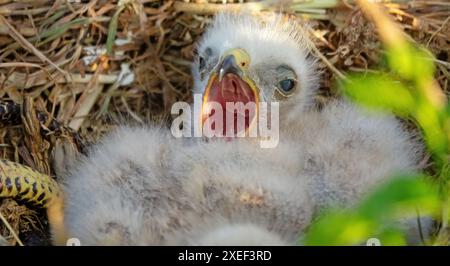 Long-legged buzzard nestlings and Balkan snake Stock Photo - Alamy