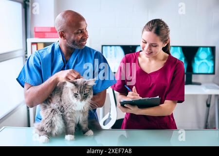 Male Vet And Female Trainee Veterinary Nurse Examining Pet Cat In ...