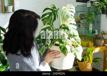 Woman watering potted Monstera houseplant on windowsill in green house ...