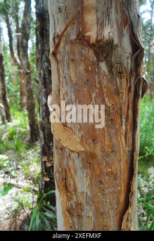 Paperbark tree, Mauritius Stock Photo - Alamy
