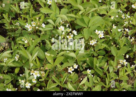 Fragaria virginiana, Viginian strawberry Stock Photo - Alamy