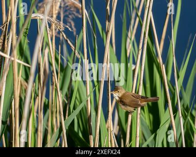 Common Reed warbler on nest Teichrohrsänger auf Nest Stock Photo - Alamy