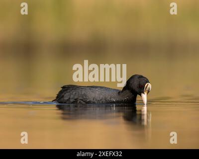 Eurasian coot sharpened against a background of water and greenery ...