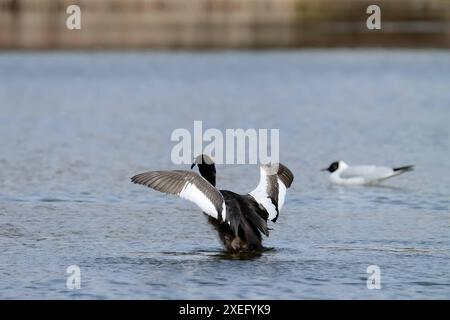 Great crested grebe preparing to fly with outspread wings Stock Photo ...