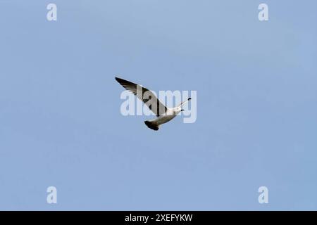 Common Gull in flight against the sky Stock Photo - Alamy