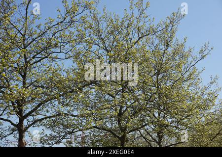 Platanus acerifolium, plane tree Stock Photo - Alamy