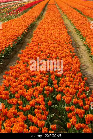 Tulip field, Europe, Germany, North Rhine-Westphalia, Grevenbroich ...