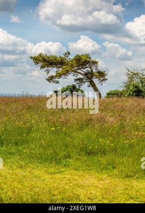 Beautiful outdoors scenic views at Waseley Hills Country Park near ...