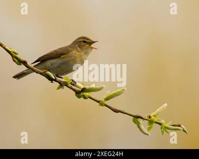 Common chiffchaff on a branch, blurred background Stock Photo - Alamy