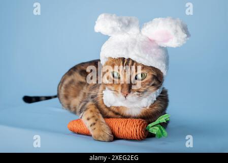Cute Bengal cat in a bunny costume. The cat sits on a blue background ...