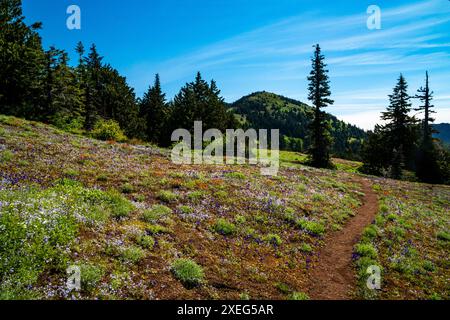 Wildflowers carpet the mountain meadows below Cone Peak in Oregon's ...