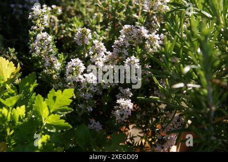 Common Thyme (Thymus vulgaris) plant in clay plant pot Stock Photo - Alamy