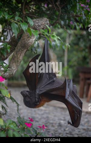 A flying fox on a bush with flowers on the ground in Bali, Indonesia ...