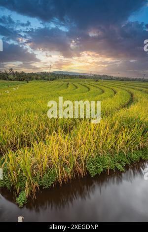 View of the rice terrace in Blimbing and Pupuan. Beautiful hilly fields ...