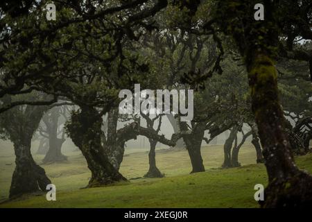 Century old Laurissilva trees in mystical foggy Fanal Forest in Madera ...