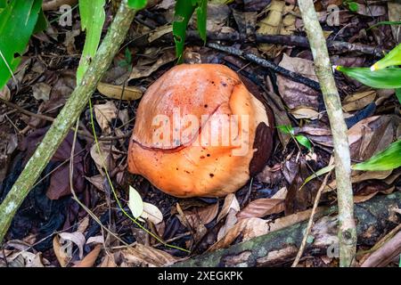 Rafflesia (Rafflesia keithii) bud ready to bloom. Sabah, Borneo ...
