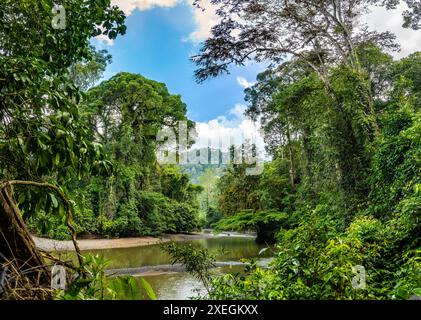 Danum River runs through lush green rain forest. Danum Valley, Sabah ...